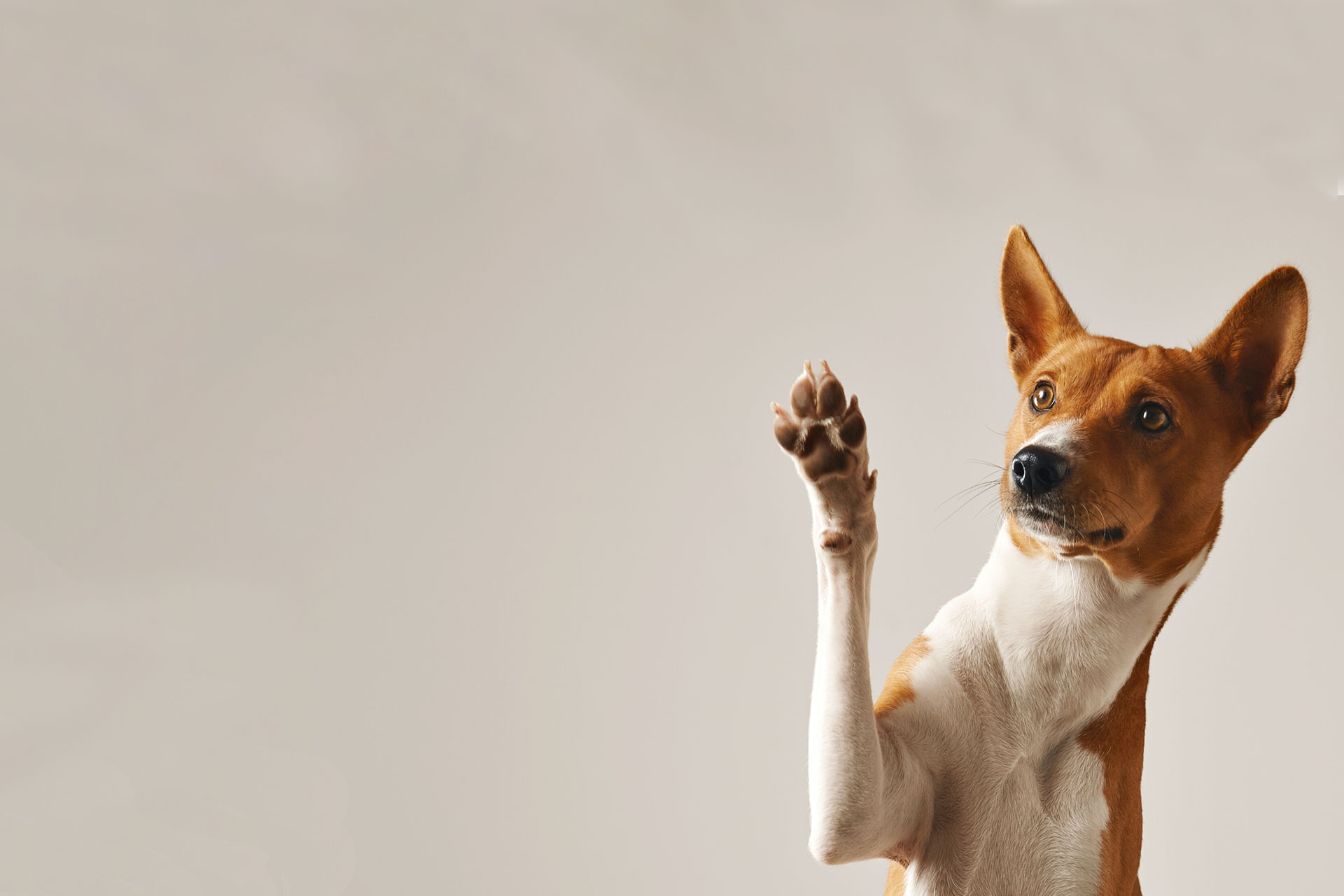 Microchipping - Vet in Phoenix | Palo Verde Animal Hospital